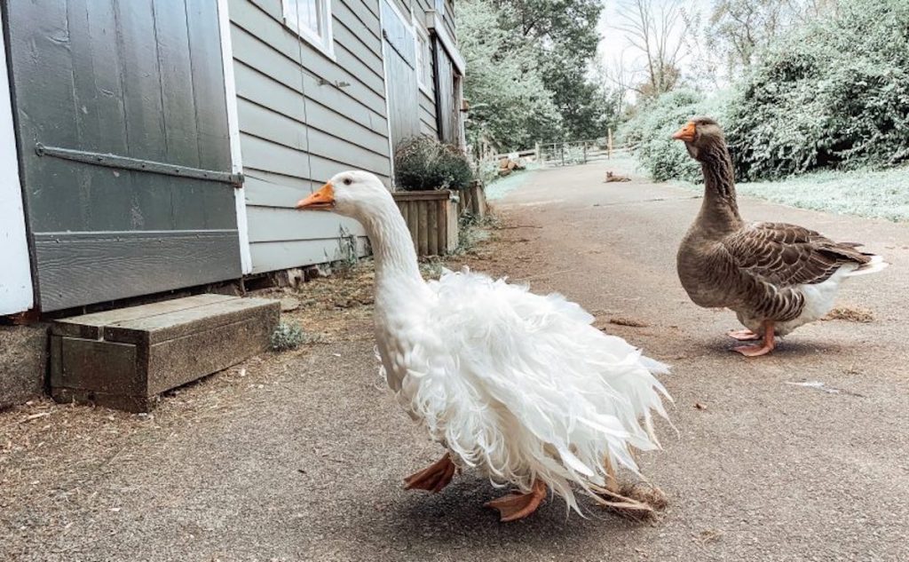 5 Things to Know about Domestic Goose Breeds - Backyard Poultry